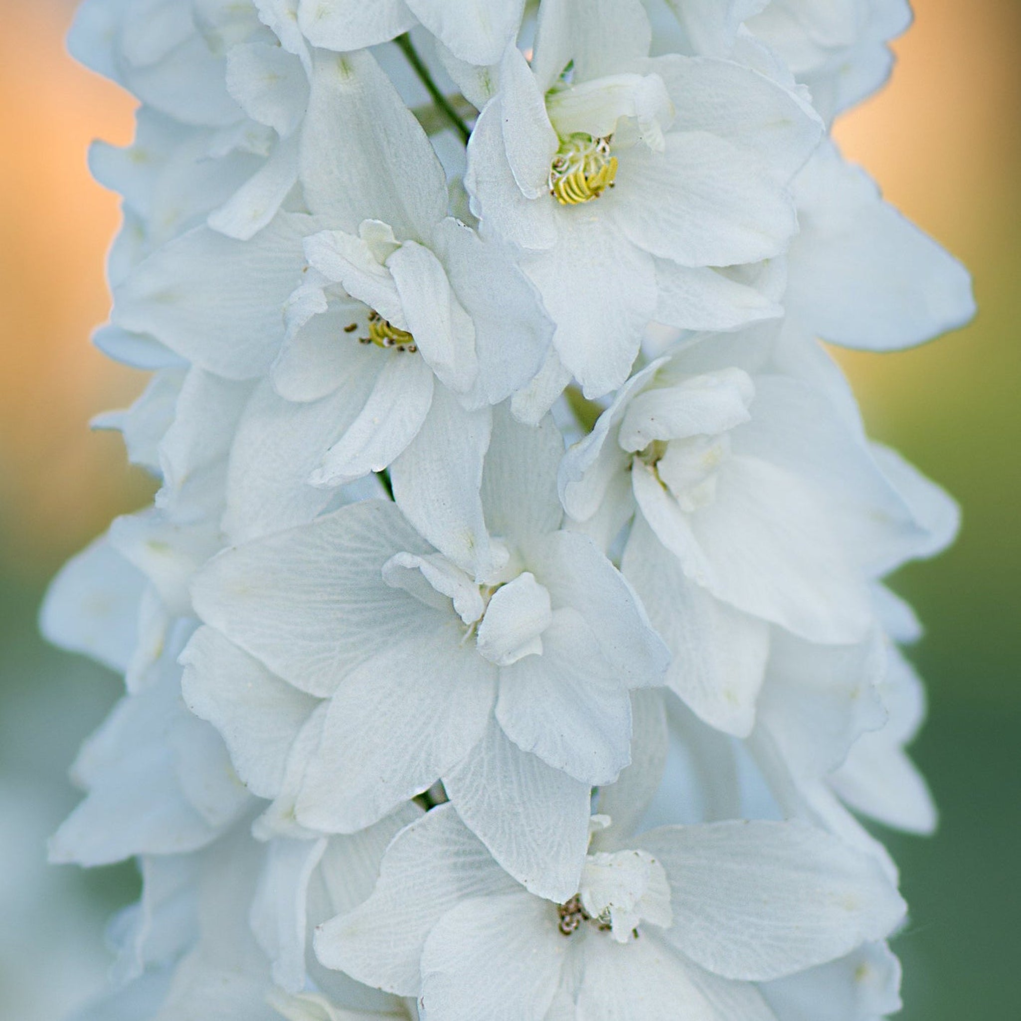 Delphinium Excalibur White 9cm/1.5L – Lincspplants