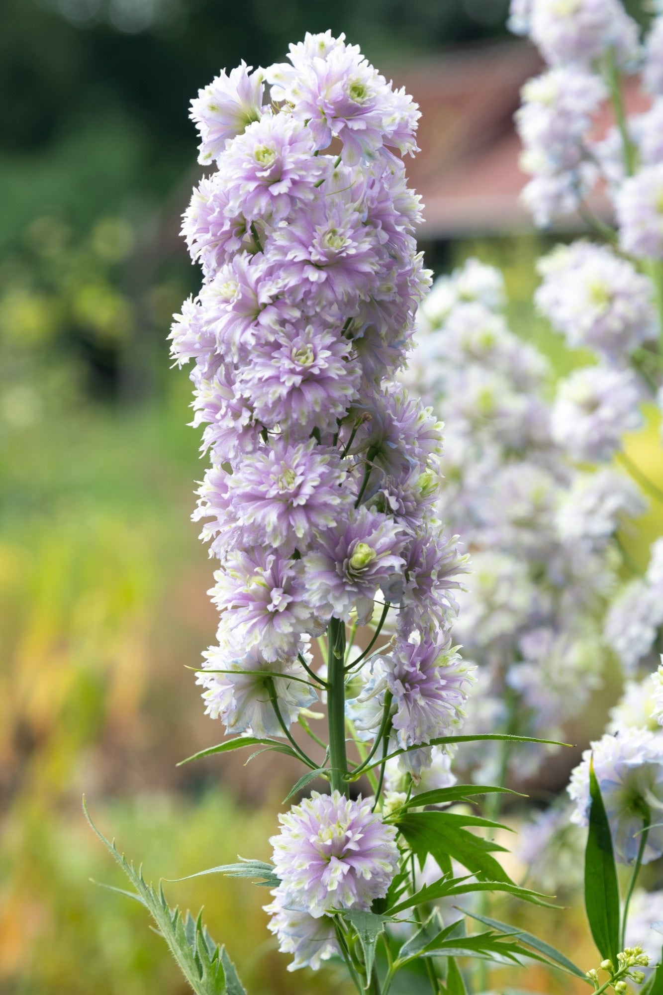 Delphinium 'Highlander Crystal Delight' - 2026 – Lincspplants