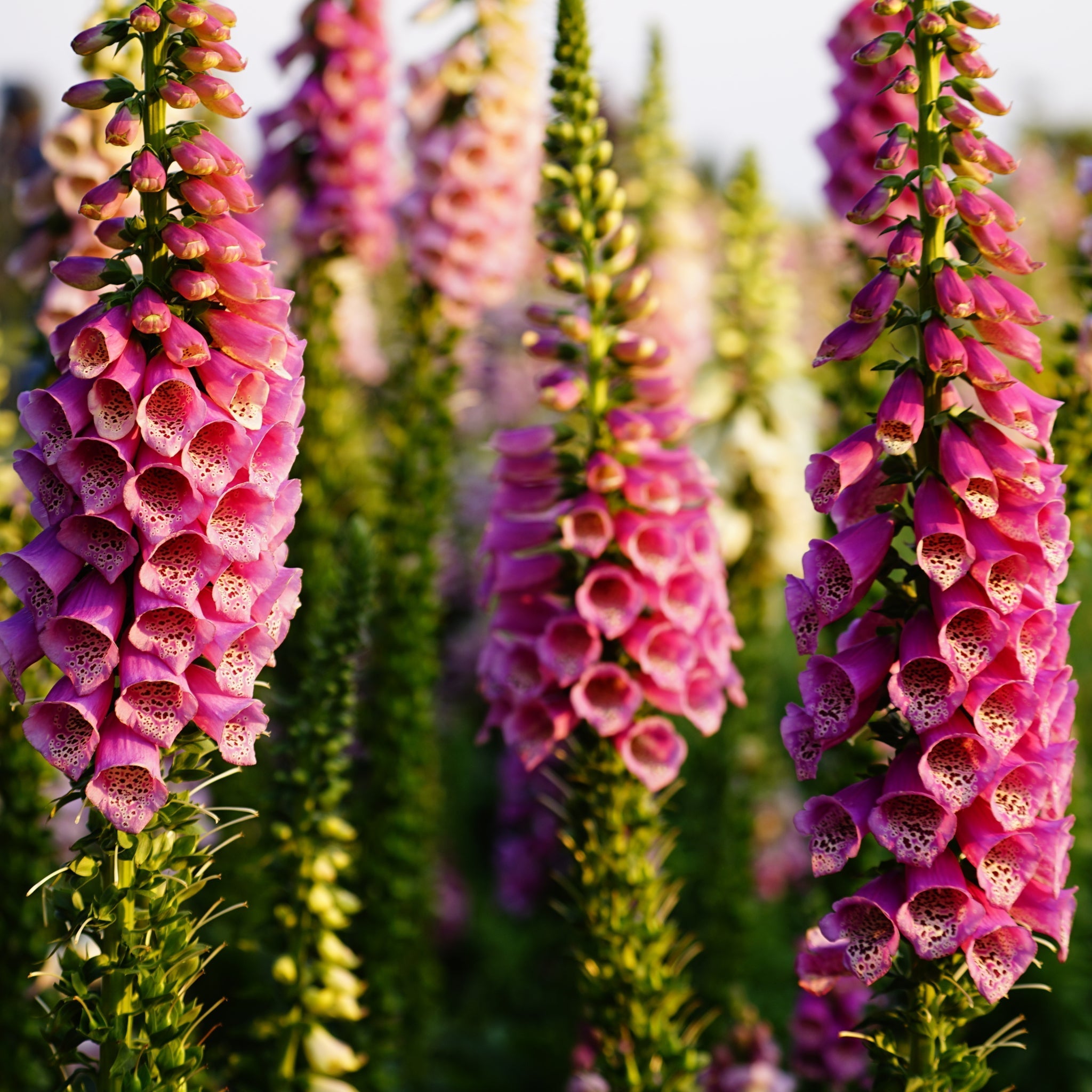 Digitalis purpurea 'Dalmation Rose' 9cm/1.5L/3L – Lincspplants