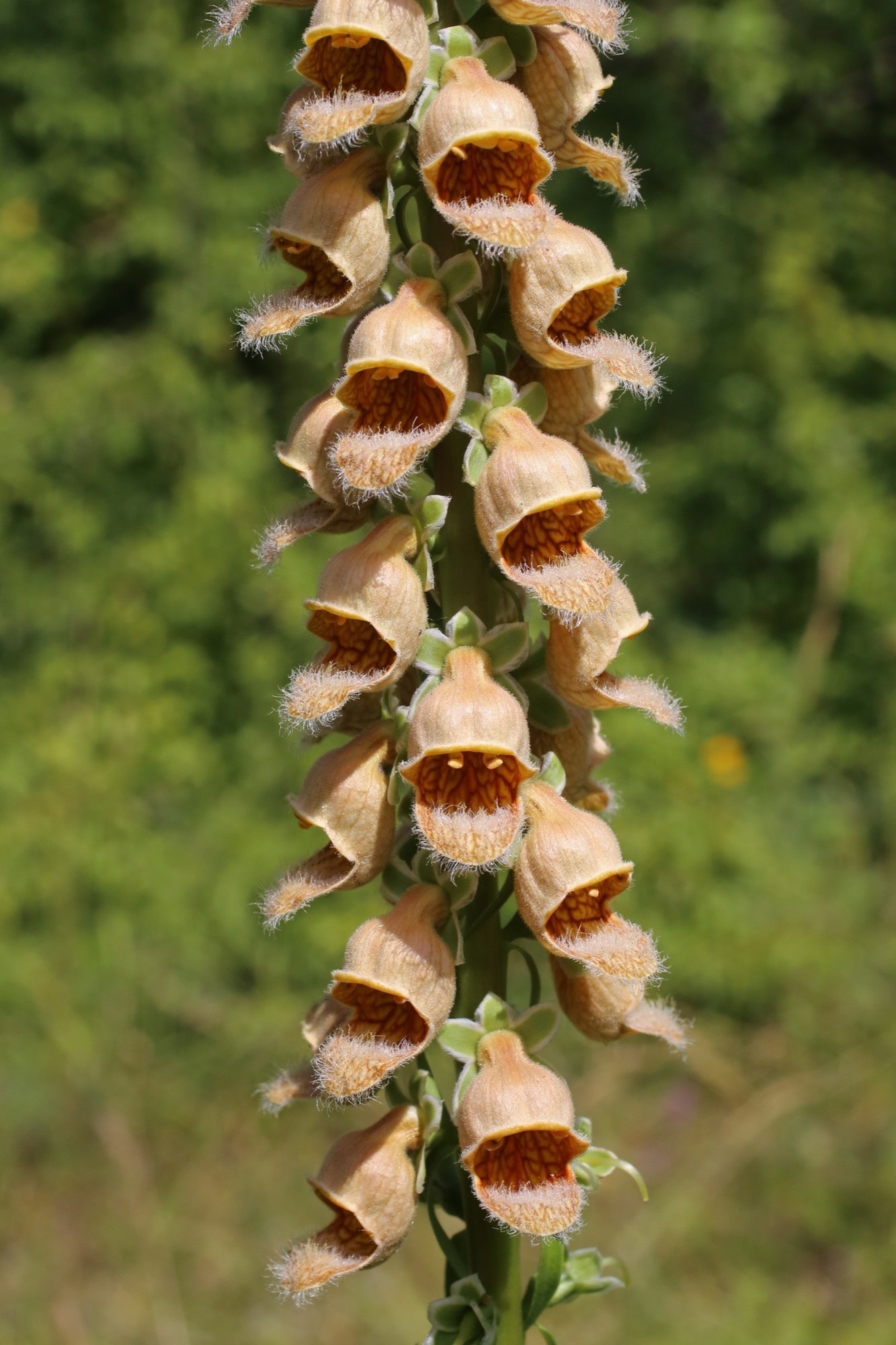 Digitalis ferruginea 'Gelber Herold' - 2026 – Lincspplants