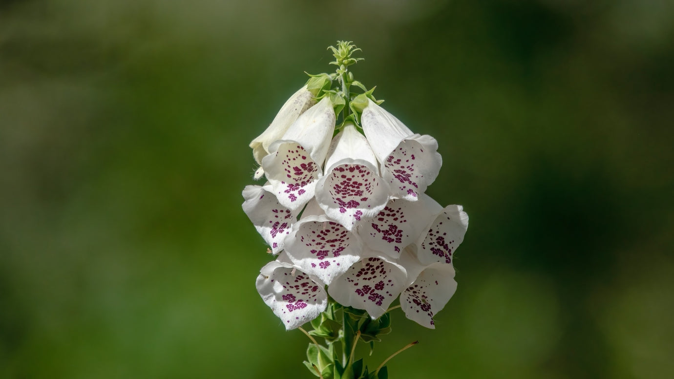 Digitalis purpurea 'Snow Thimble' - 2026 – Lincspplants