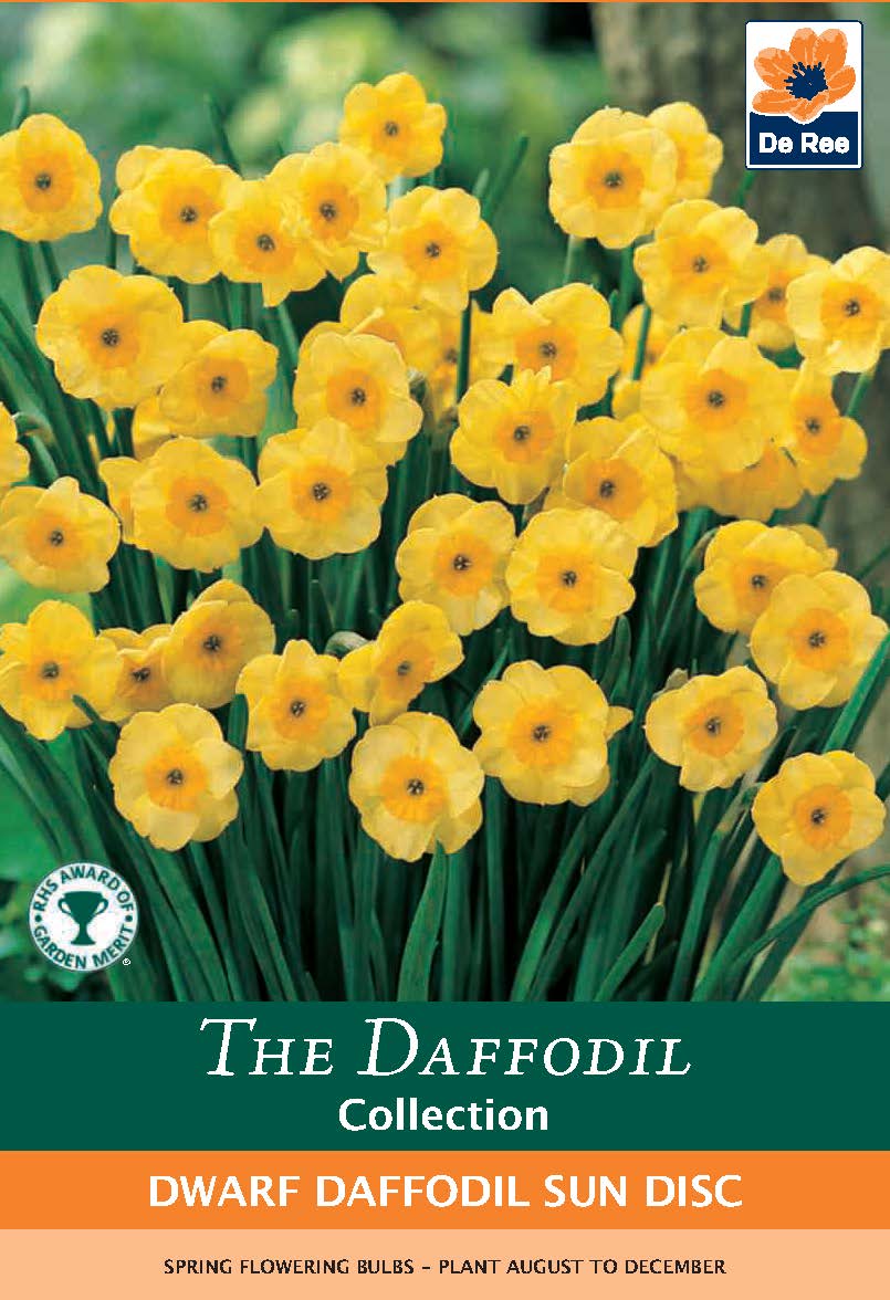 Dwarf Daffodil 'Sun Disc' (8 Bulbs) – Lincspplants