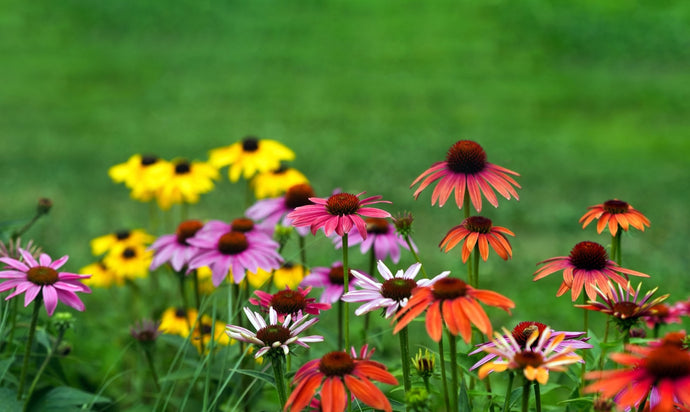 Echinacea purpurea 'Breeders Mix' - 2026 – Lincspplants