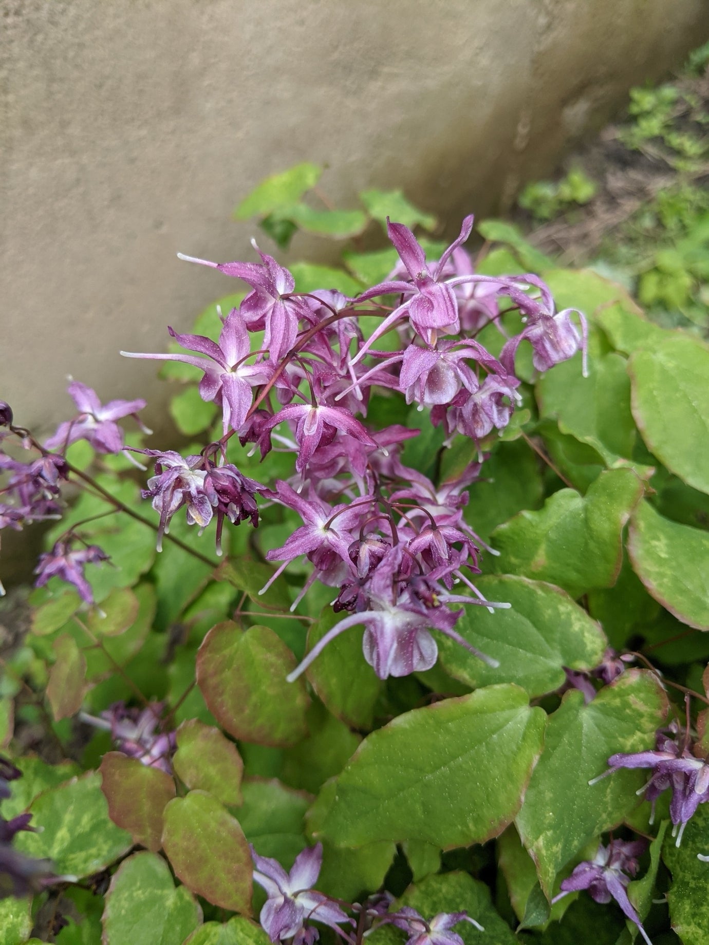 Epimedium 'Pink Elf' - 2026 – Lincspplants