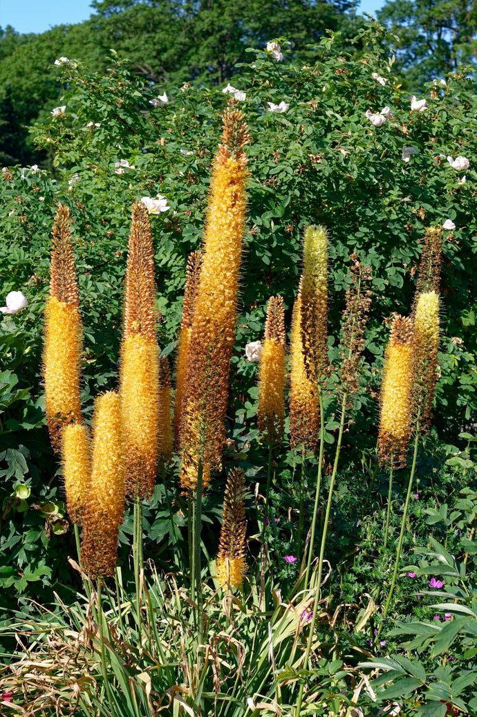 Eremurus isabellinus 'Ruiter's Hybrids' - 2026 – Lincspplants