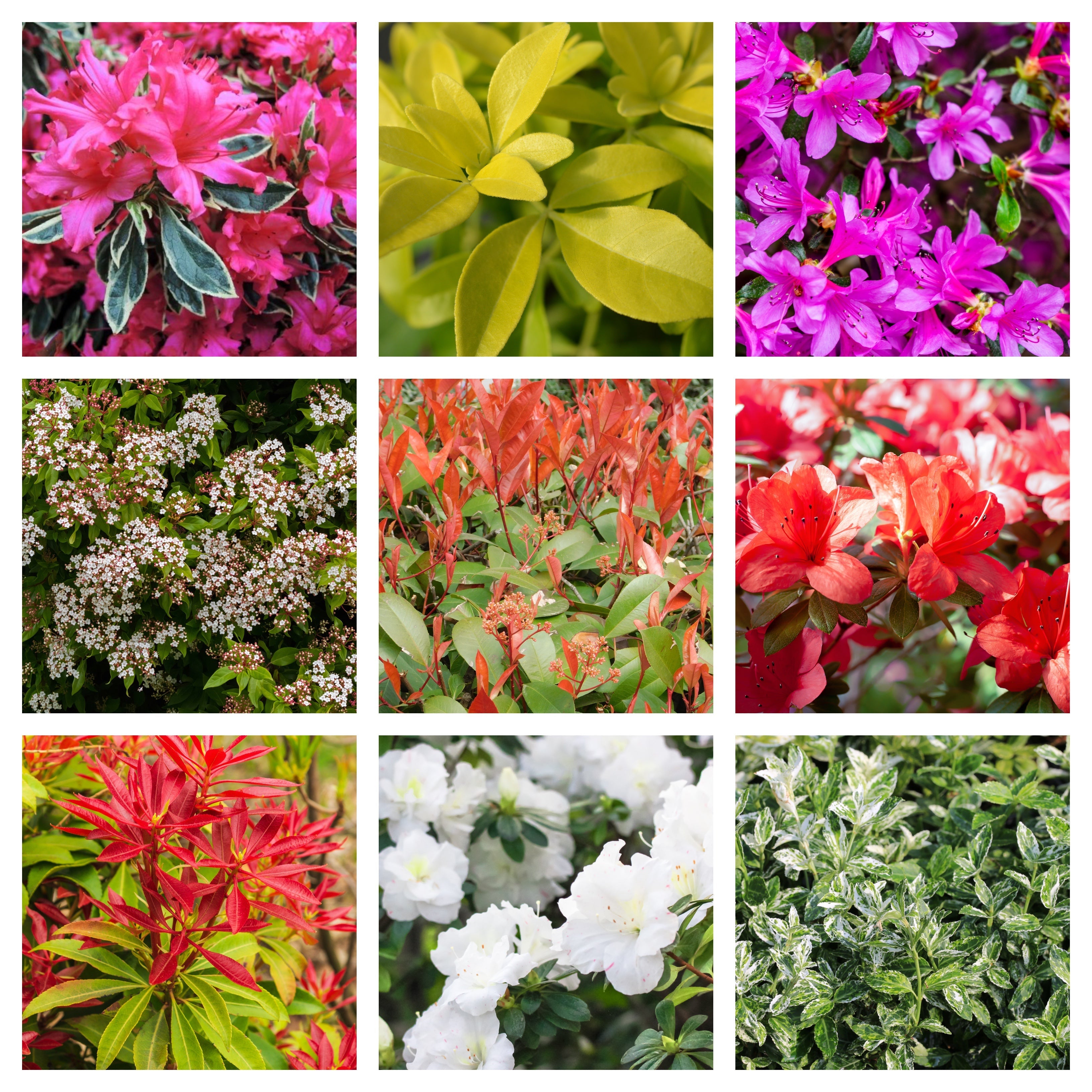 Evergreen Shrub Mix - 5 Plants in 1L Growers Pots – Lincspplants