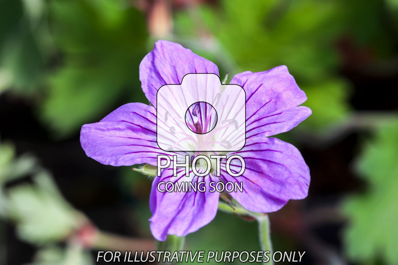Geranium pratense 'Laura' - 2026 – Lincspplants