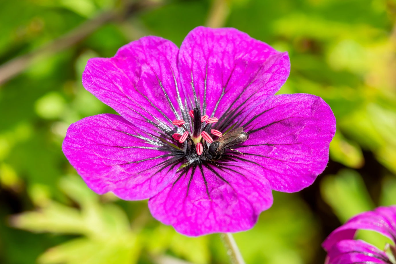 Geranium 'Anne Thomson' - 2026 – Lincspplants