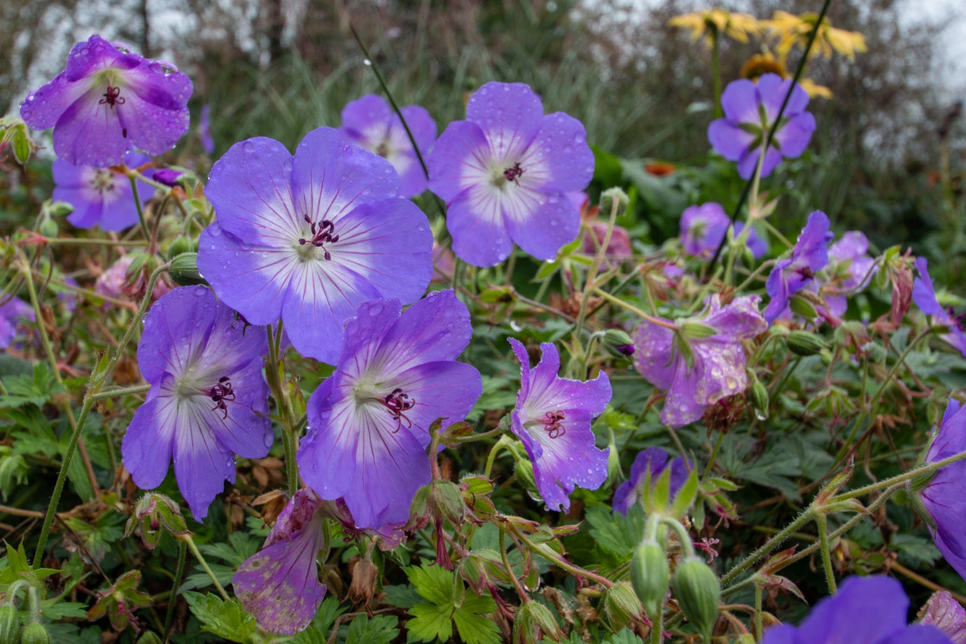 Geranium 'Azure Rush' - 2026 – Lincspplants