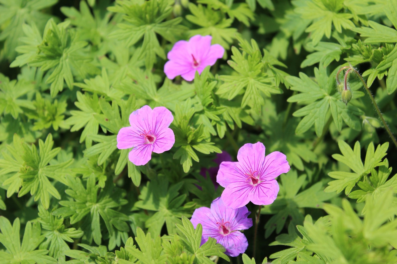 Geranium 'Dilys' - 2026 – Lincspplants