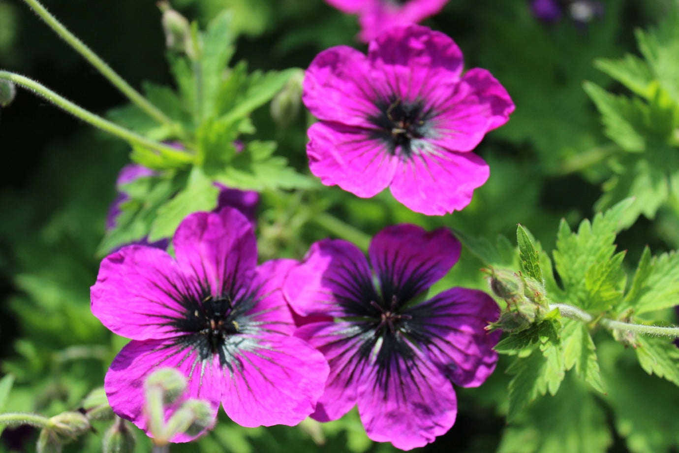 Geranium 'Dragon Heart' - 2026 – Lincspplants