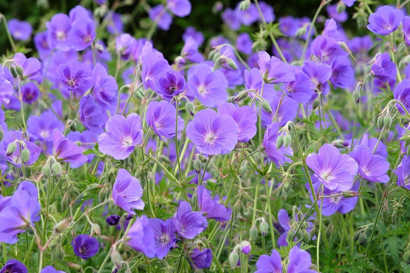 Geranium 'Orion' - 2026 – Lincspplants