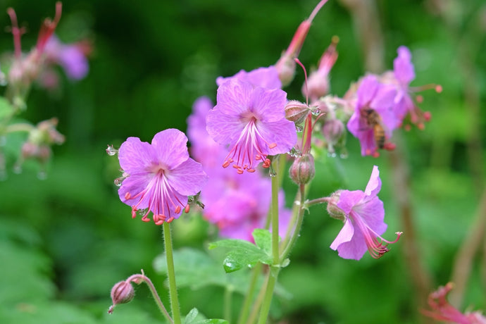 Geranium macrorrhizum 'Bevan's Variety' - 2026 – Lincspplants