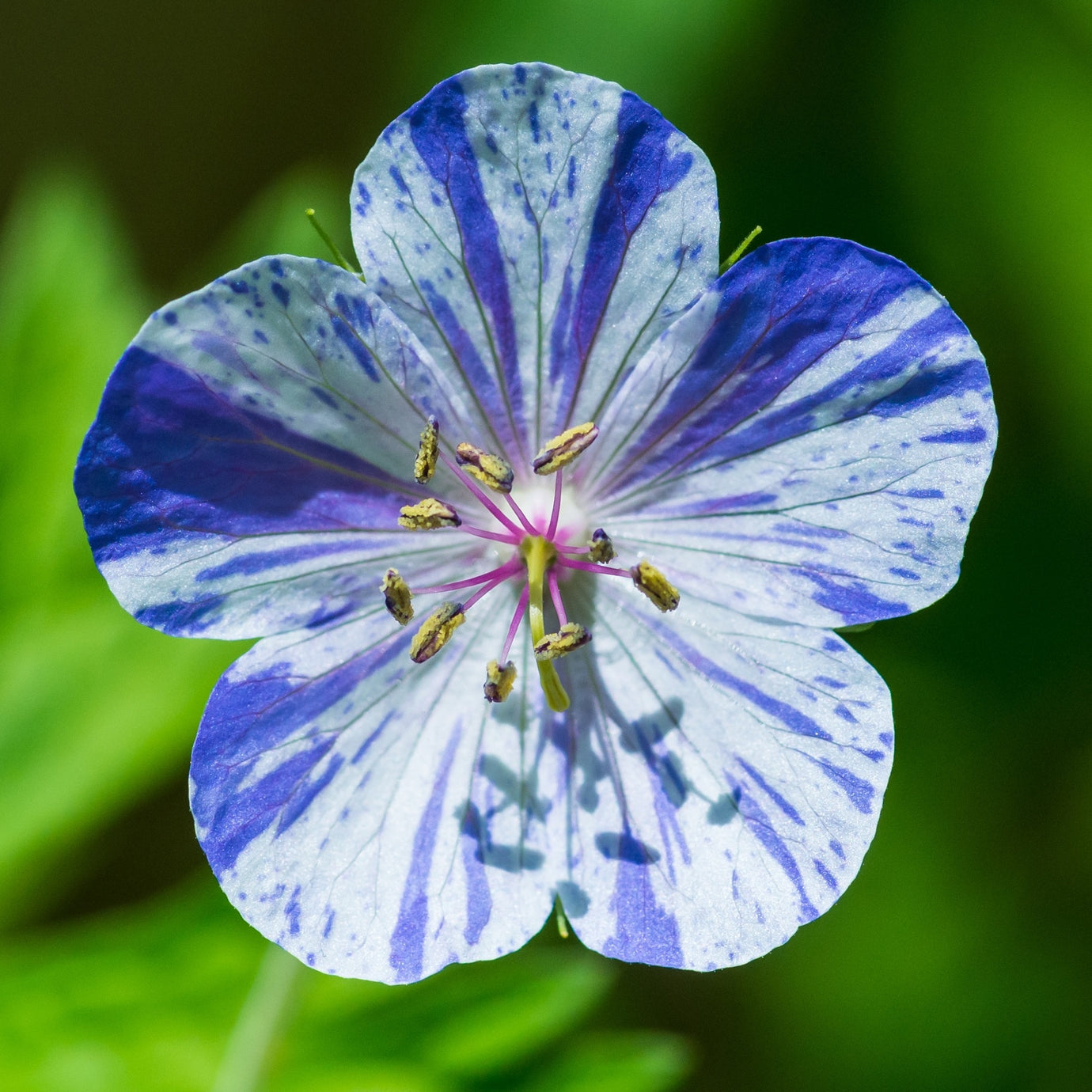 Geranium pratense 'Delft Blue Butterfly' - 2026 – Lincspplants