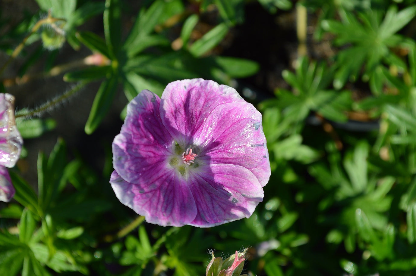 Geranium sanguineum 'Elke' - 2026 – Lincspplants
