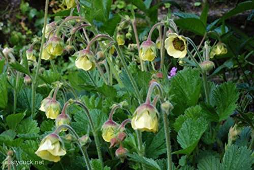 Geum rivale (Lemon Drop) - Marginal Pond Plants - MP039 – Lincspplants