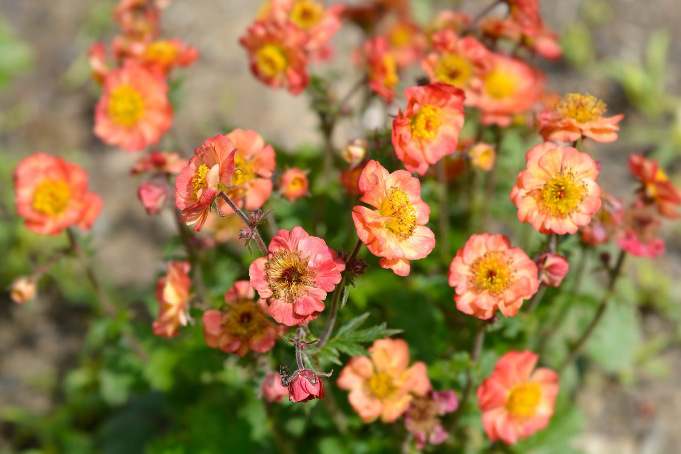 Geum 'Mango Lassi' - 2026 – Lincspplants