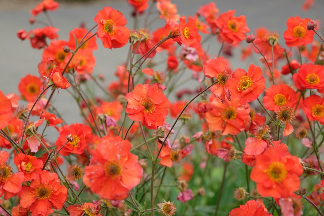 Geum 'Scarlet Tempest' - 2026 – Lincspplants