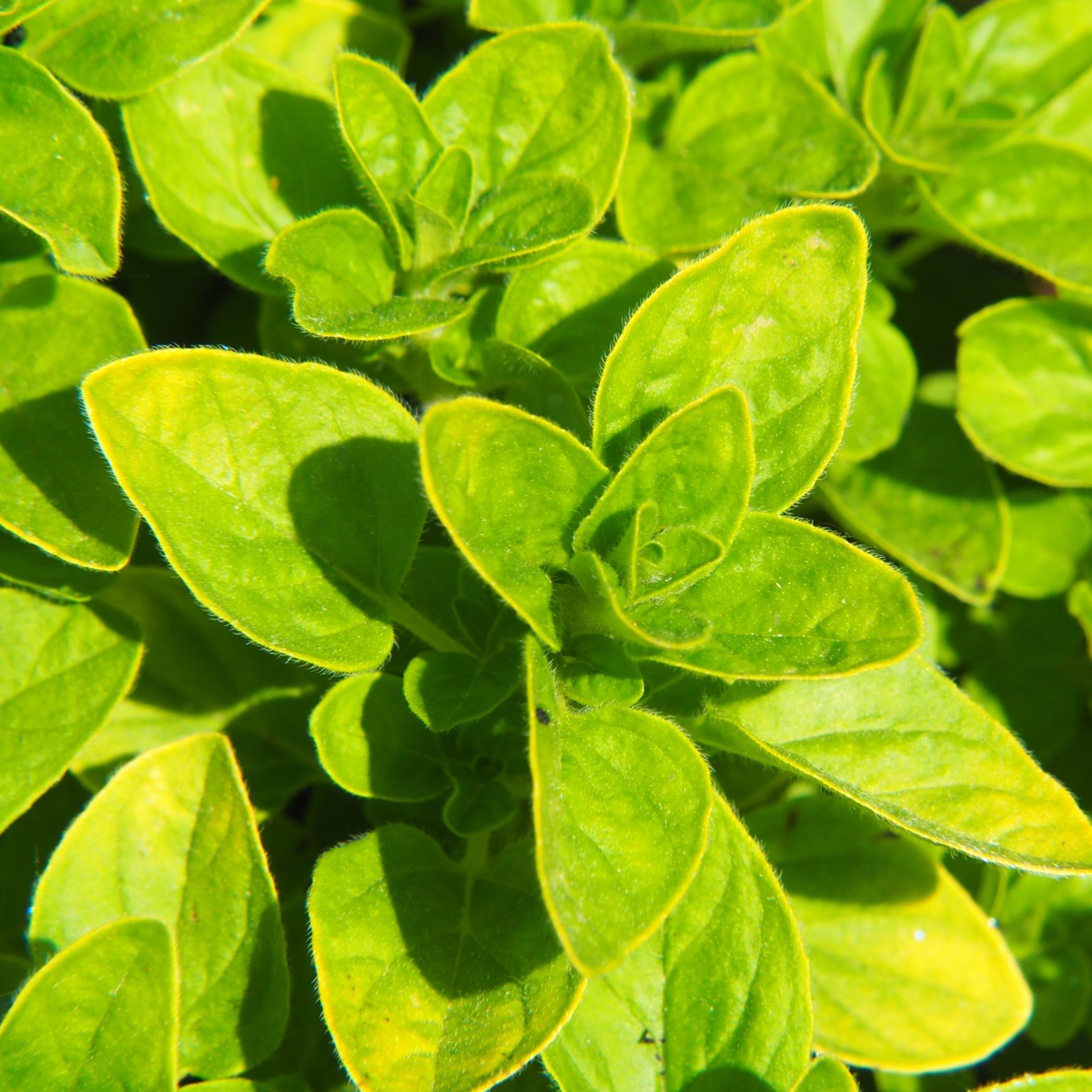 Oregano - Golden (Herb) 13cm – Lincspplants