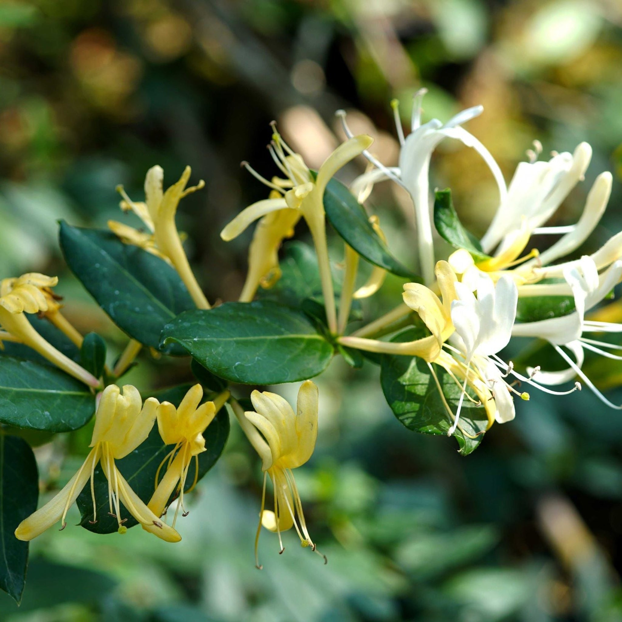 Honeysuckle 'Hall's Prolific' | Lonicera japonica 70cm – Lincspplants