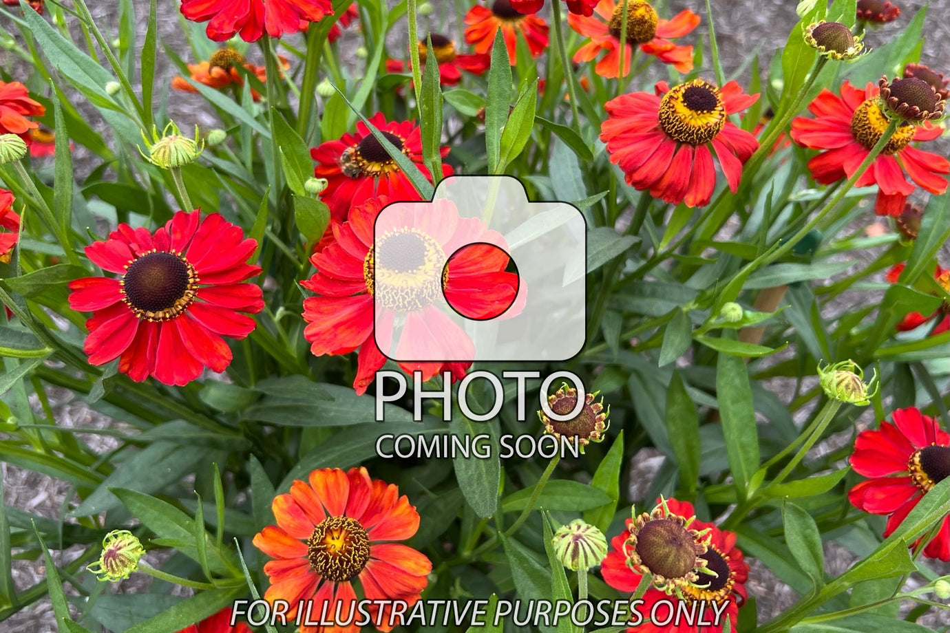 Helenium 'Potter's Wheel' - 2026 – Lincspplants
