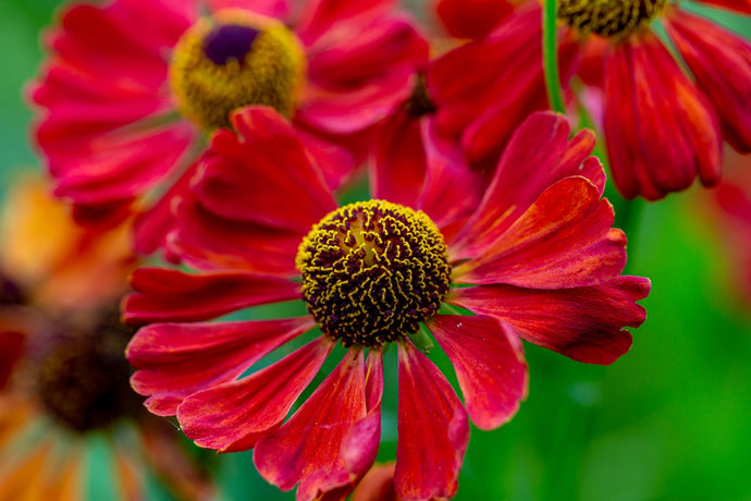 Helenium UFO 'Hot Lava' - 2026 – Lincspplants