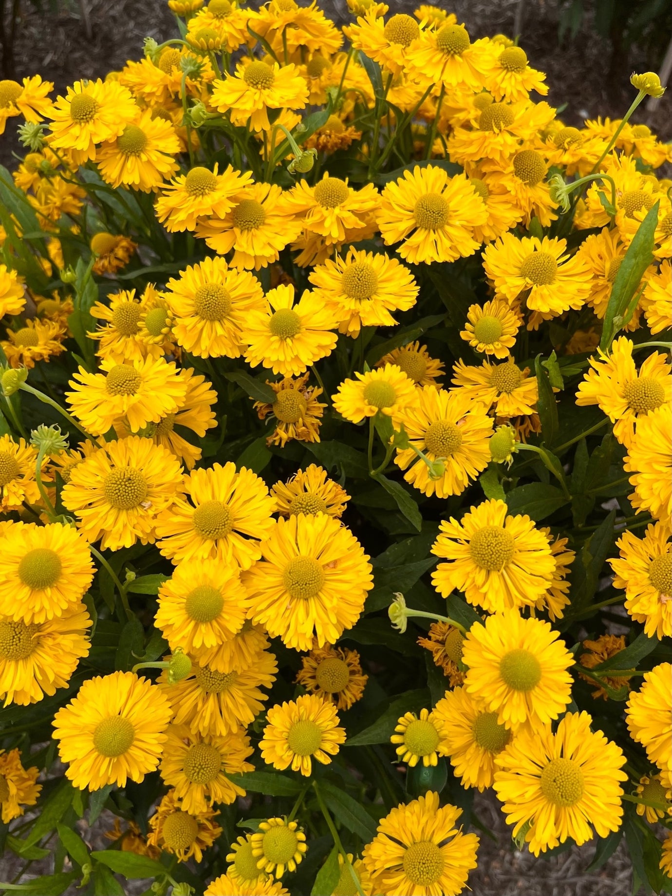 Helenium 'Double Trouble' - 2026 – Lincspplants