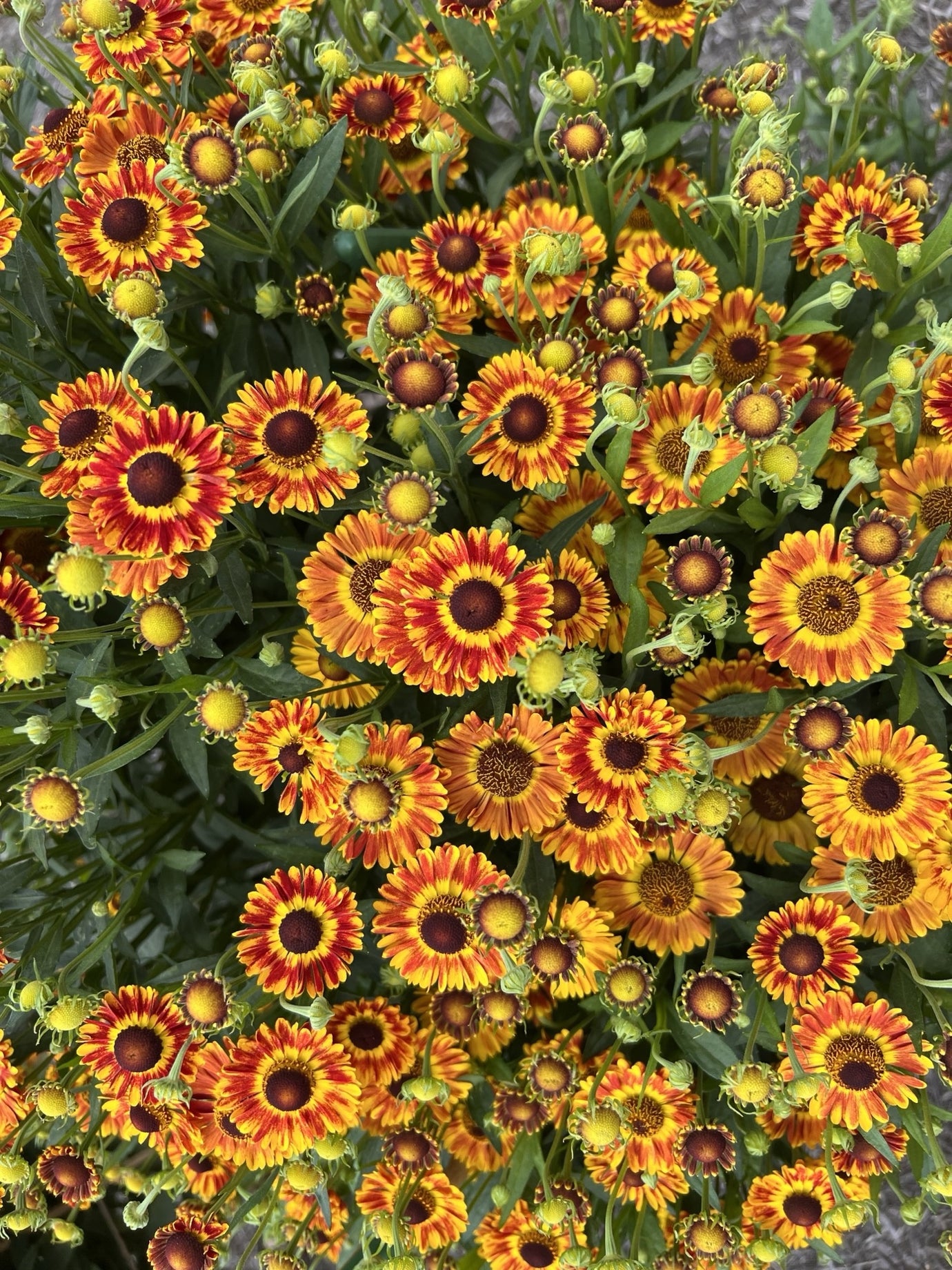 Helenium autumnale 'Mariachi Fuego' - 2026 – Lincspplants