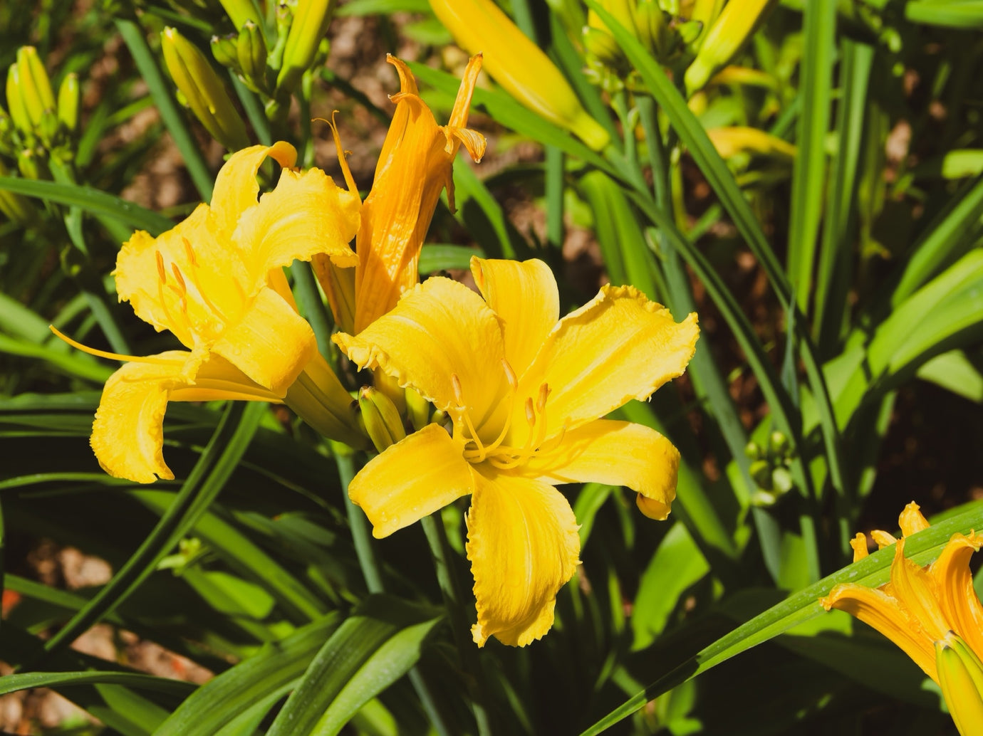 Hemerocallis 'Cartwheels' - 2026 – Lincspplants