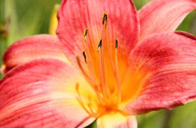 Hemerocallis 'Cherry Cheeks' - 2026 – Lincspplants