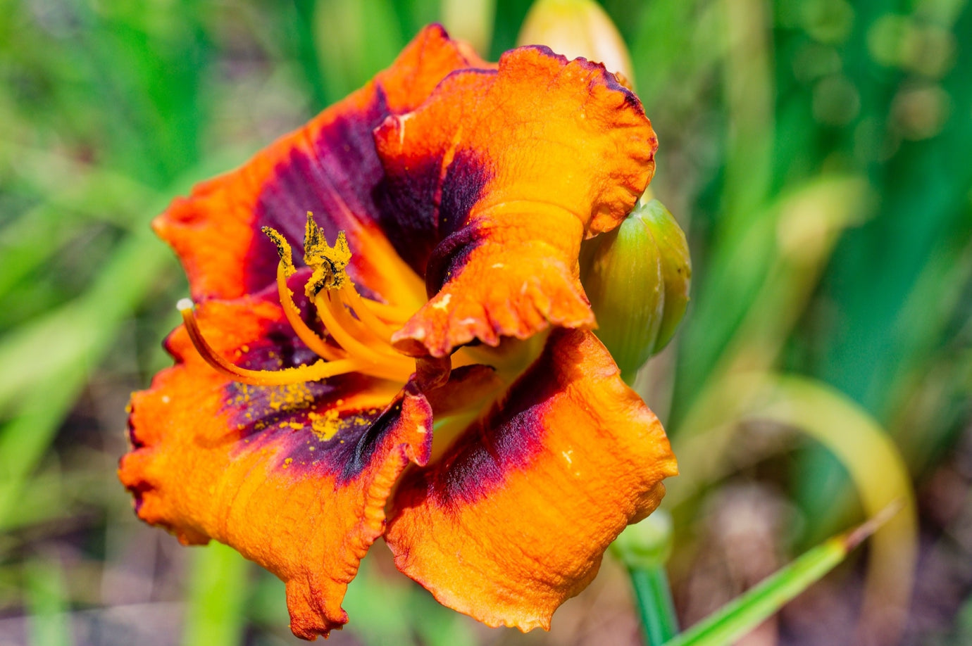 Hemerocallis 'Madeline Nettles Eyes' - 2026 – Lincspplants