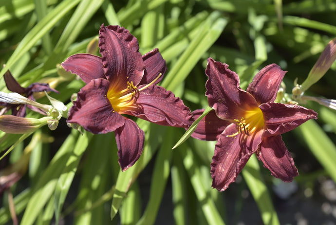 Hemerocallis 'Minstrel Boy' - 2026 – Lincspplants
