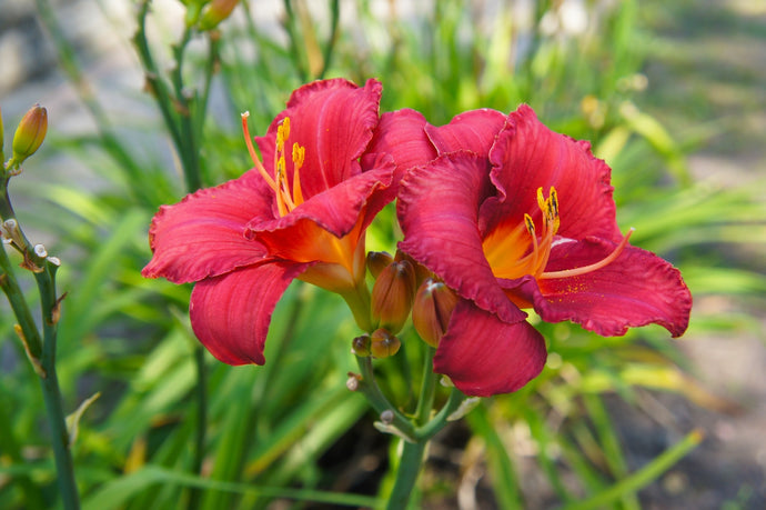 Hemerocallis 'Ruby Stella' - 2026 – Lincspplants