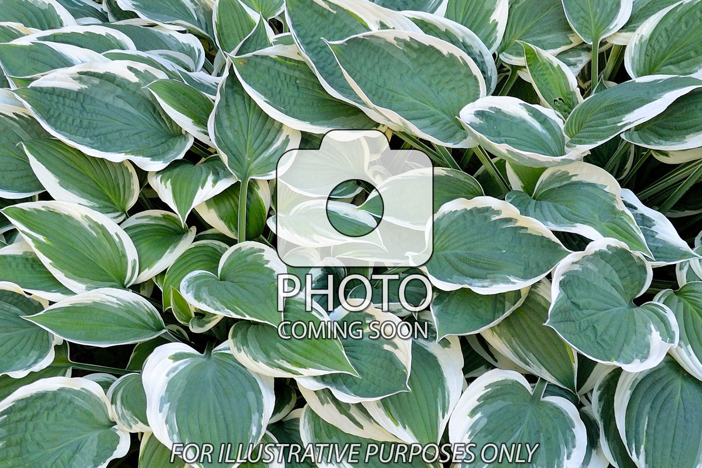 Hosta sieboldiana 'Maple Leaf' - 2026 – Lincspplants