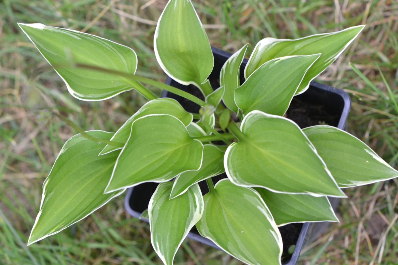 Hosta 'Allan P. McConnell' - 2026 – Lincspplants