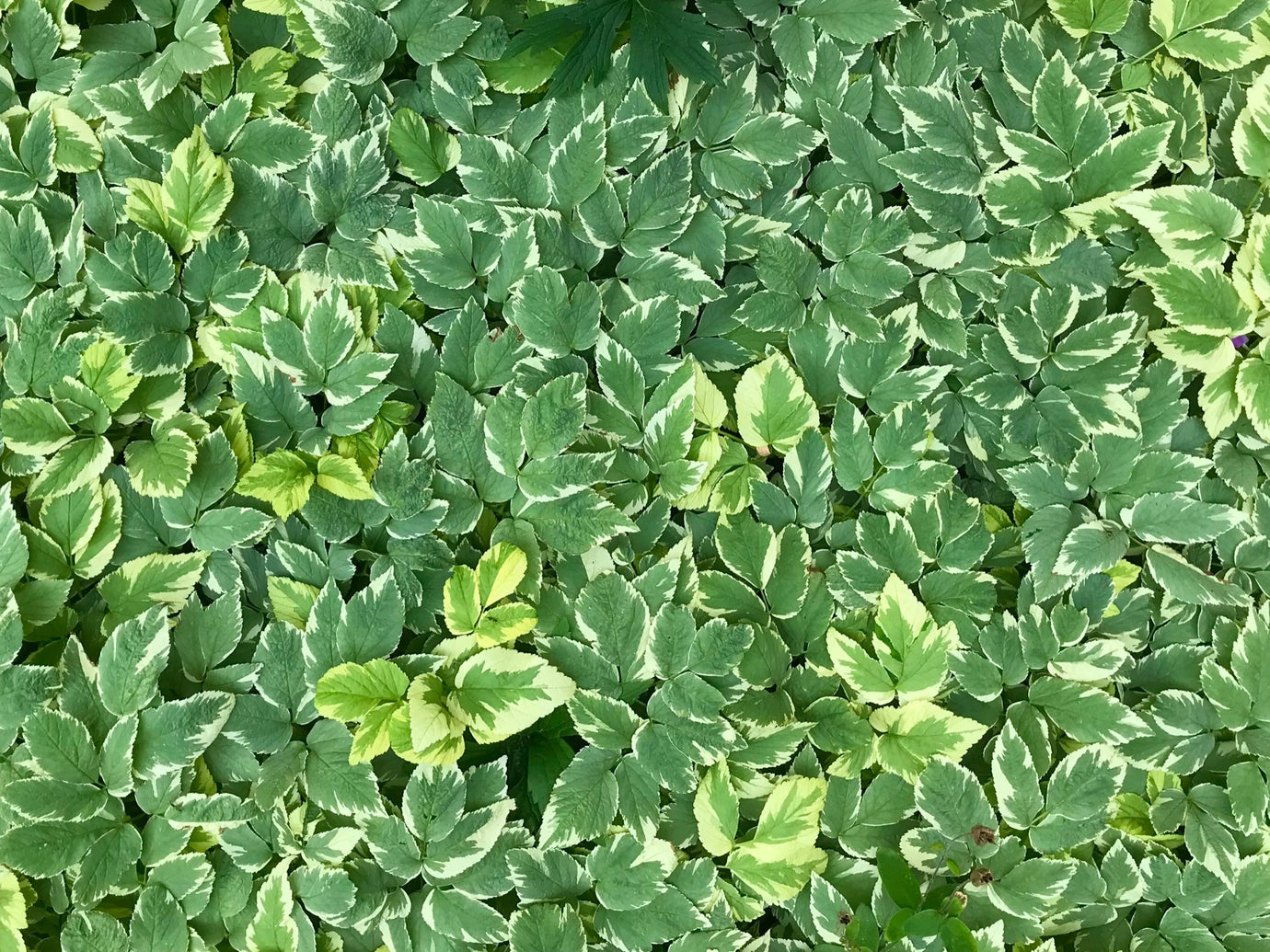 Hosta 'Austin Dickinson' - 2026 – Lincspplants