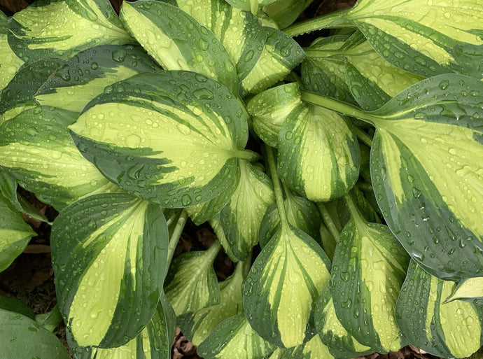 Hosta 'Color Festival' - 2026 – Lincspplants