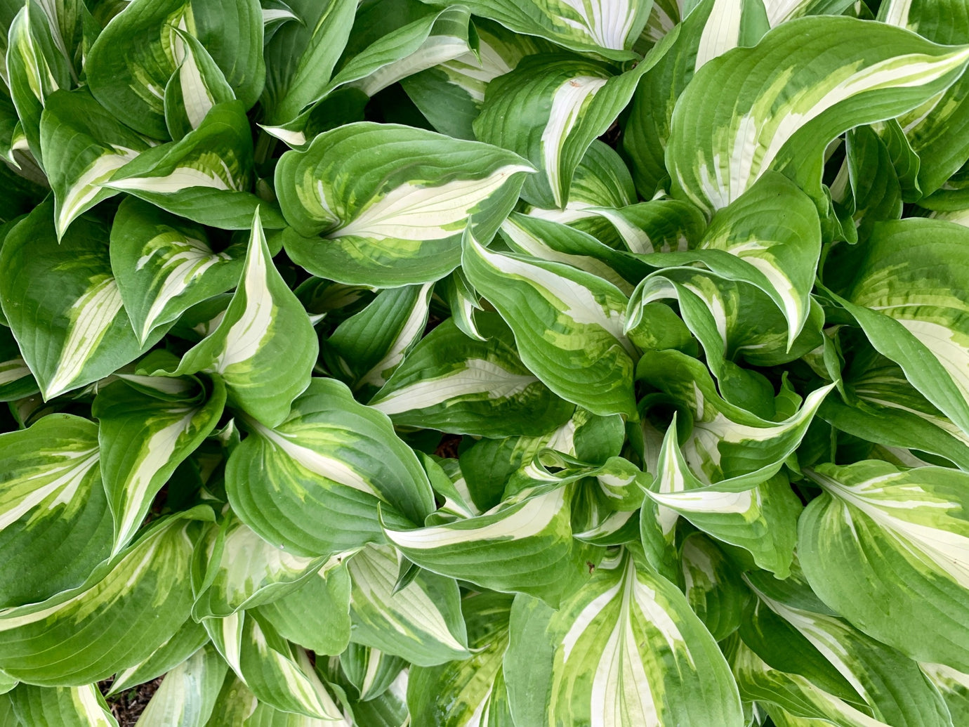 Hosta 'Green Kabitan' - 2026 – Lincspplants