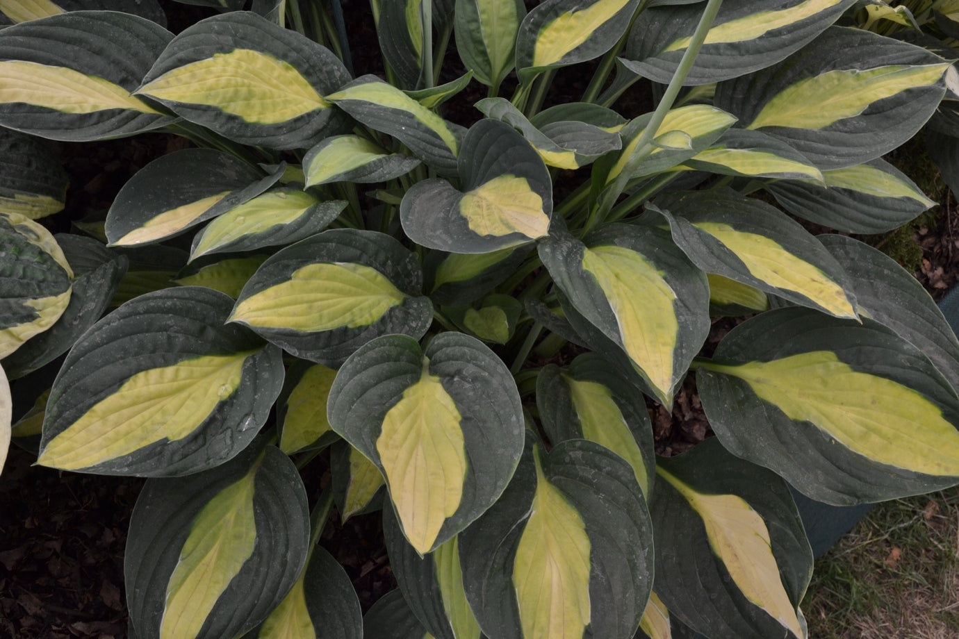 Hosta 'Gypsy Rose' - 2026 – Lincspplants