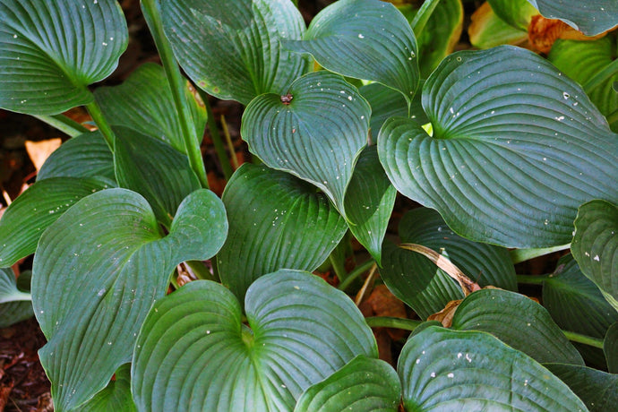 Hosta 'Kingsize' - 2026 – Lincspplants