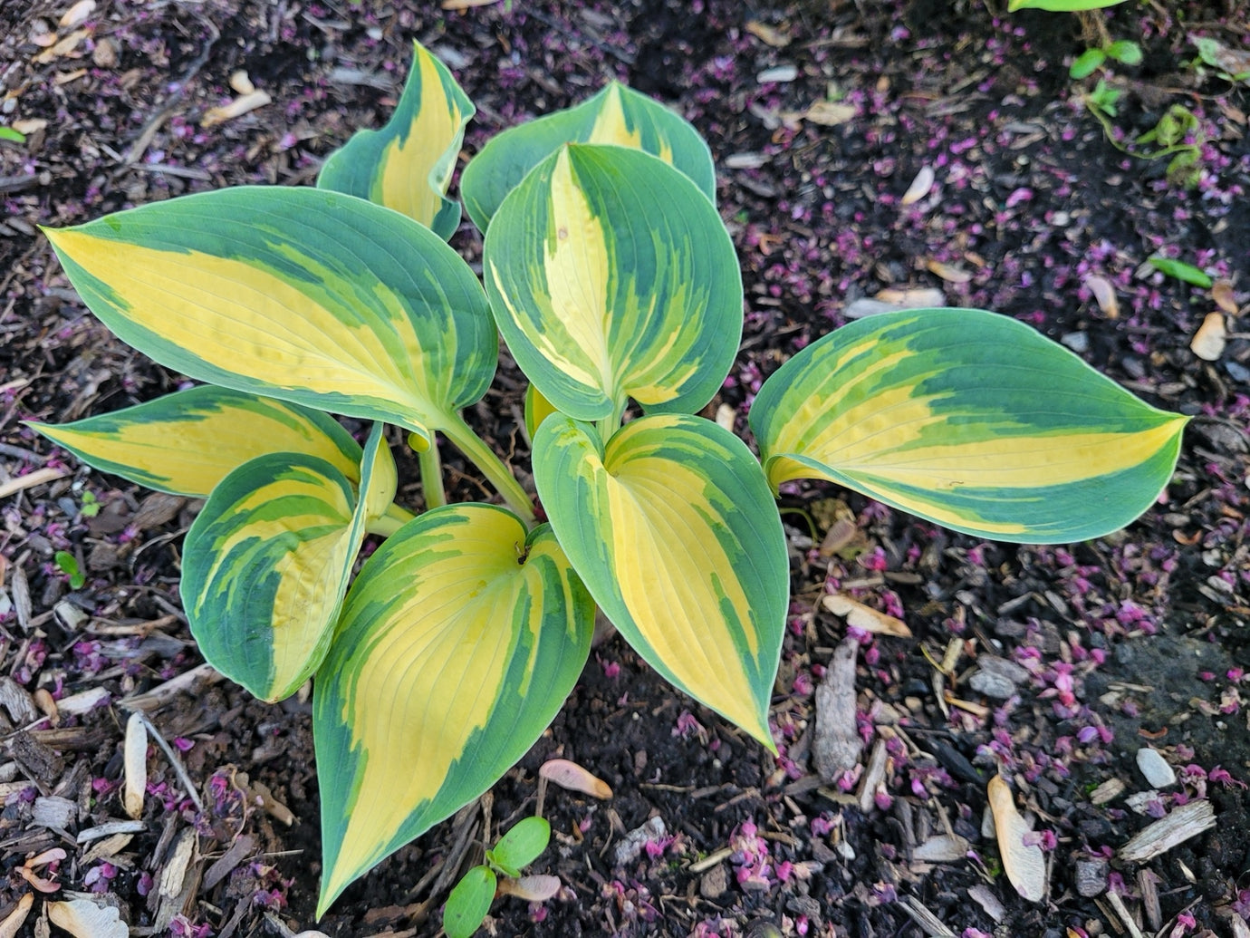 Hosta 'Magic Island' - 2026 – Lincspplants