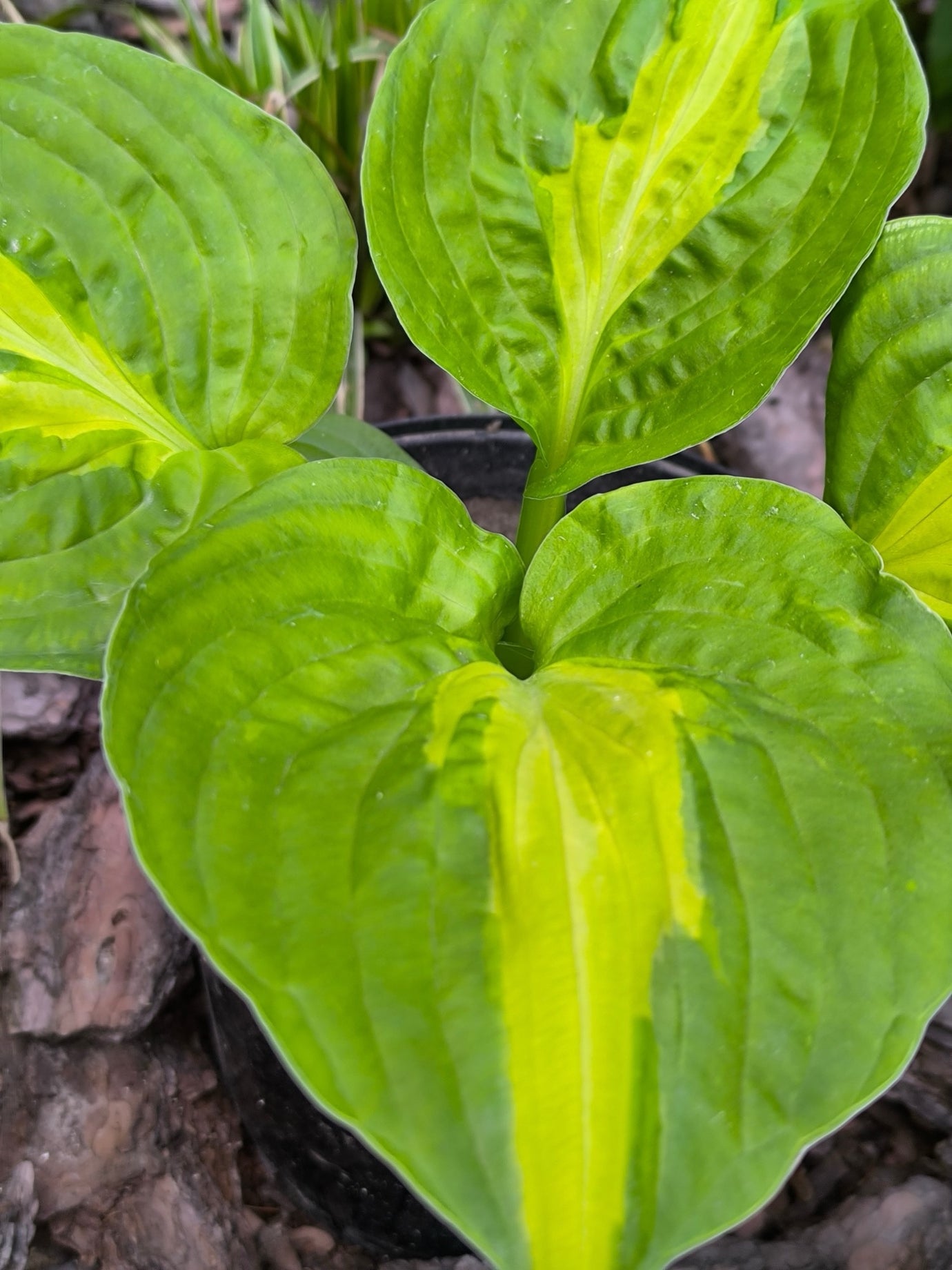 Hosta 'Mango Tango' - 2026 – Lincspplants