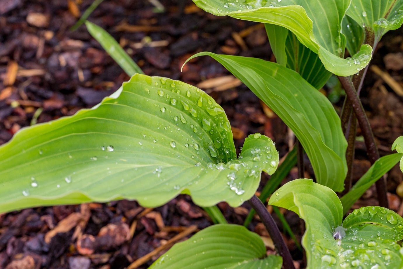 Hosta 'Red October' - 2026 – Lincspplants