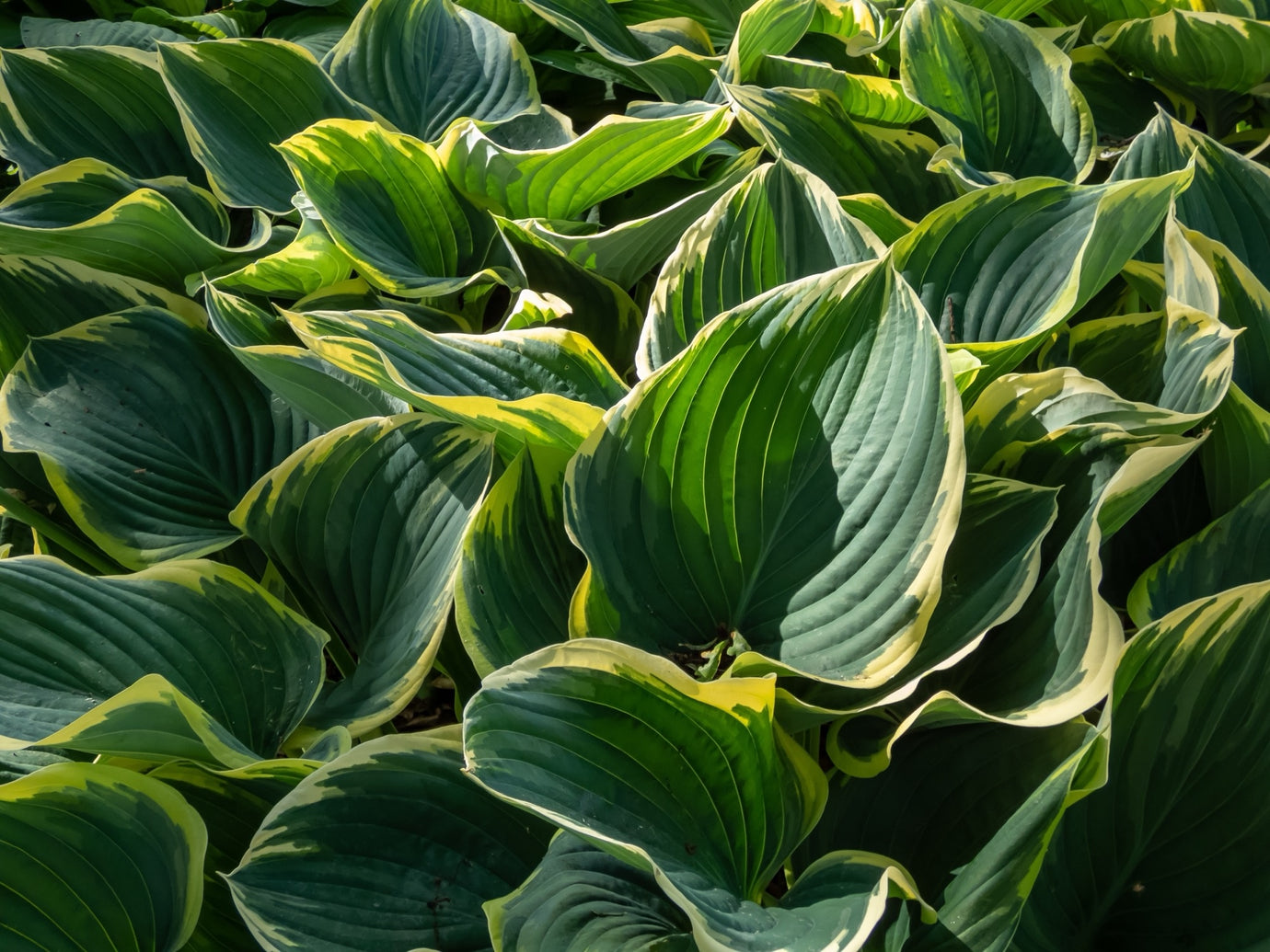 Hosta fluctuans 'Variegated' - 2026 – Lincspplants