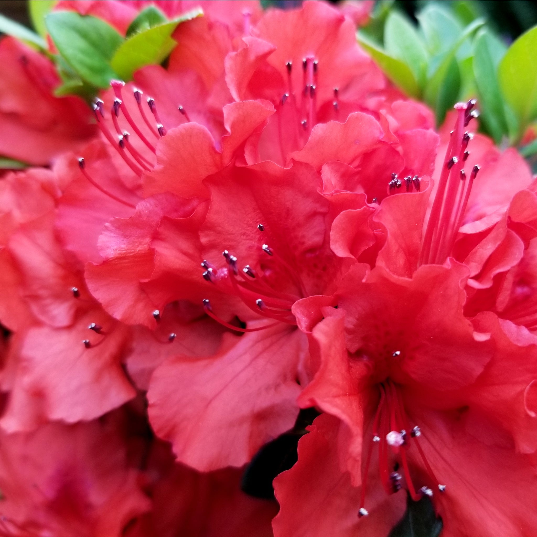 Azalea japonica 'Hot Shot Variegata' 2L – Lincspplants