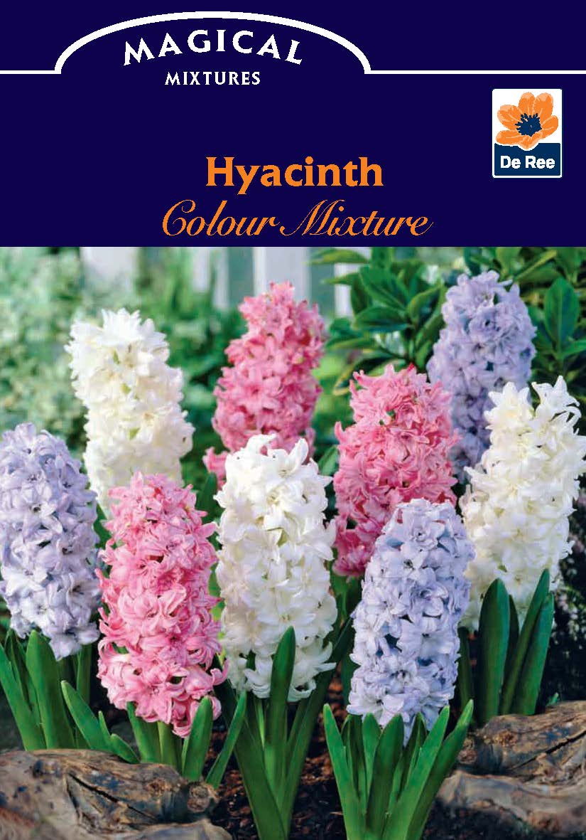 Hyacinth Mixed (3 Bulbs) – Lincspplants