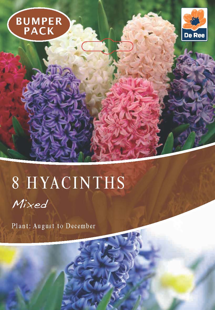 Hyacinth Mixed (3/7 Bulbs) – Lincspplants