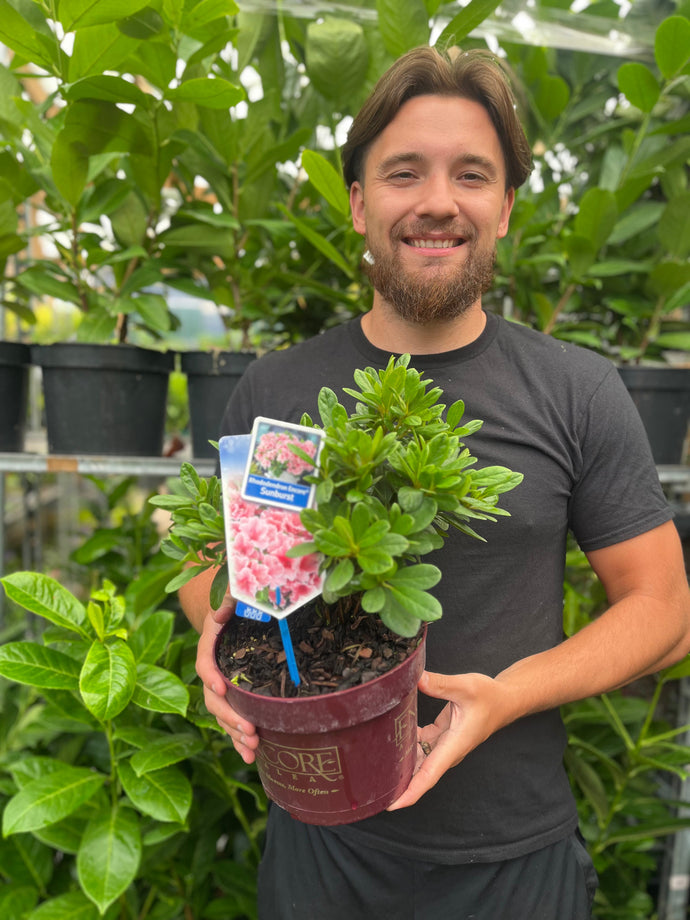 Azalea Encore 'Sunburst' 3L – Lincspplants