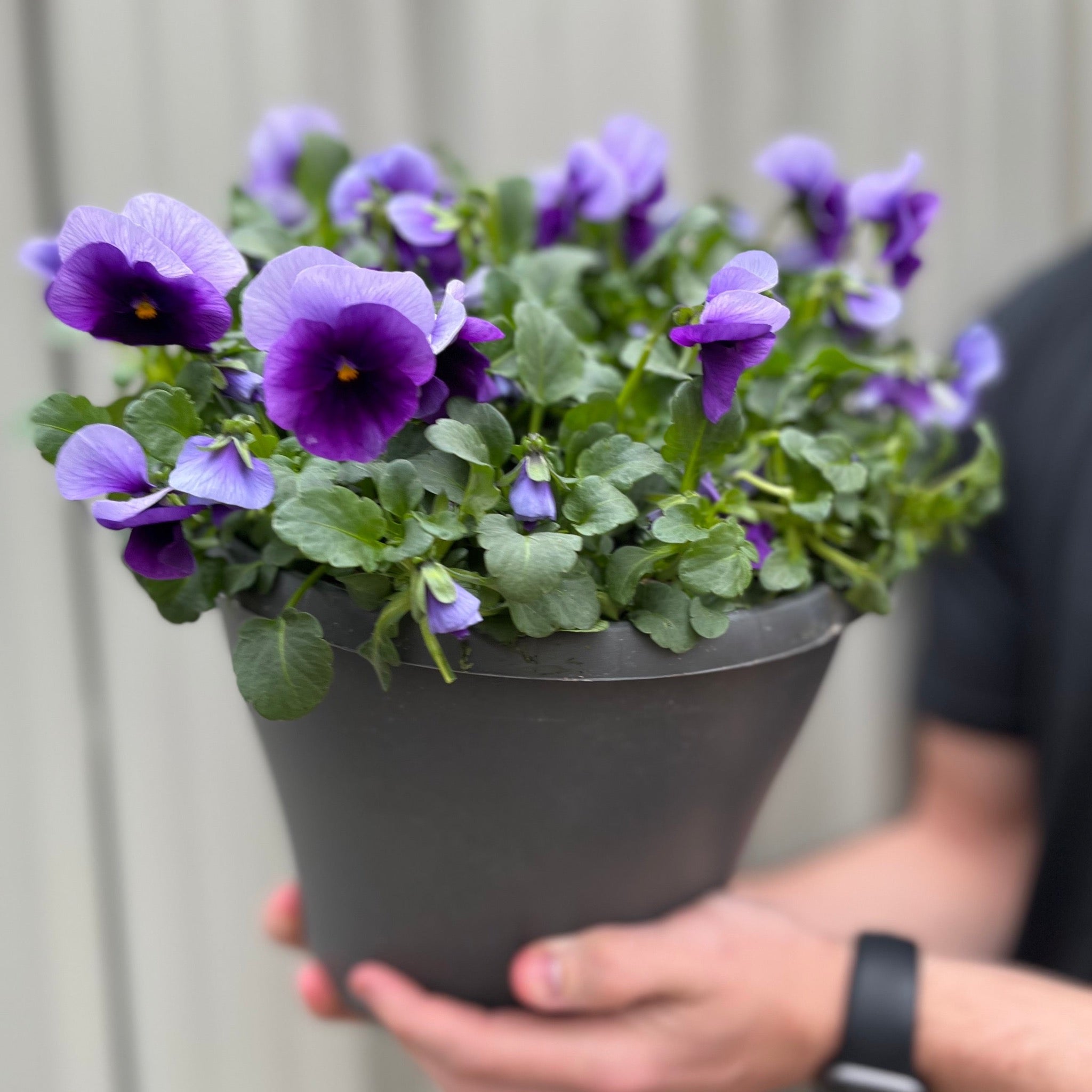 Planted Viola Plastic Pot (Violet) – Lincspplants