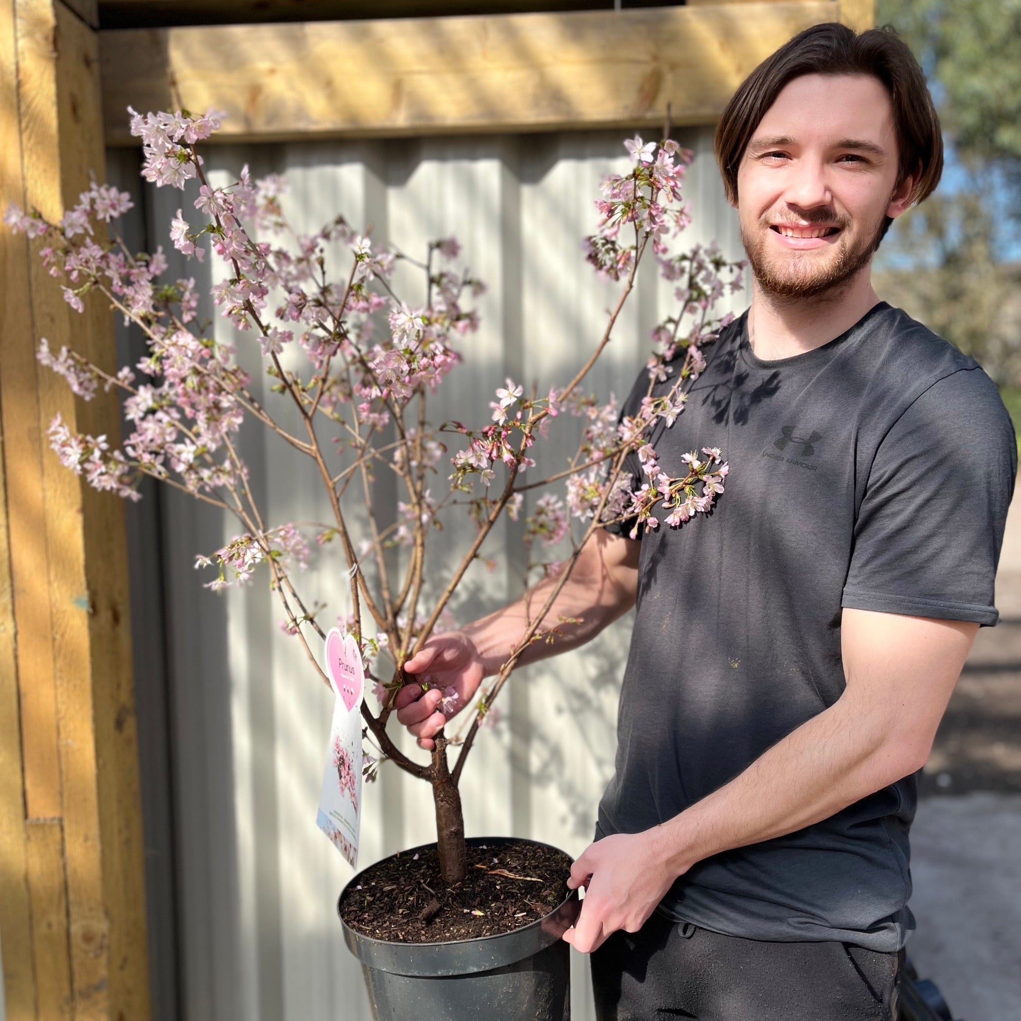 Prunus Niponica 'Ruby' - Ornamental Flowering Cherry Blossom Tree 7.5L ...